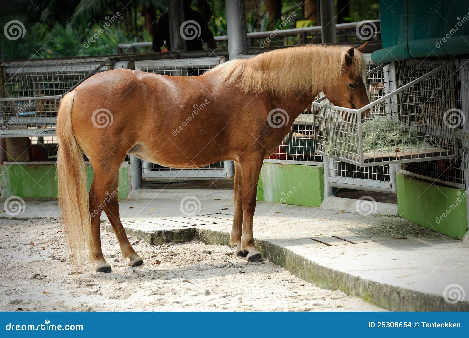 Mooi bruin paard stock foto. Image of bruin, paard, lichaam - 25308654