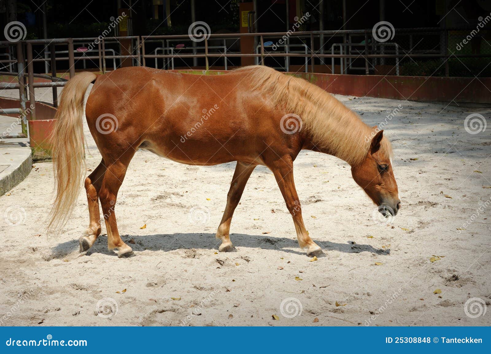 Mooi bruin paard stock foto. Image of galop, huid, uitziend - 25308848