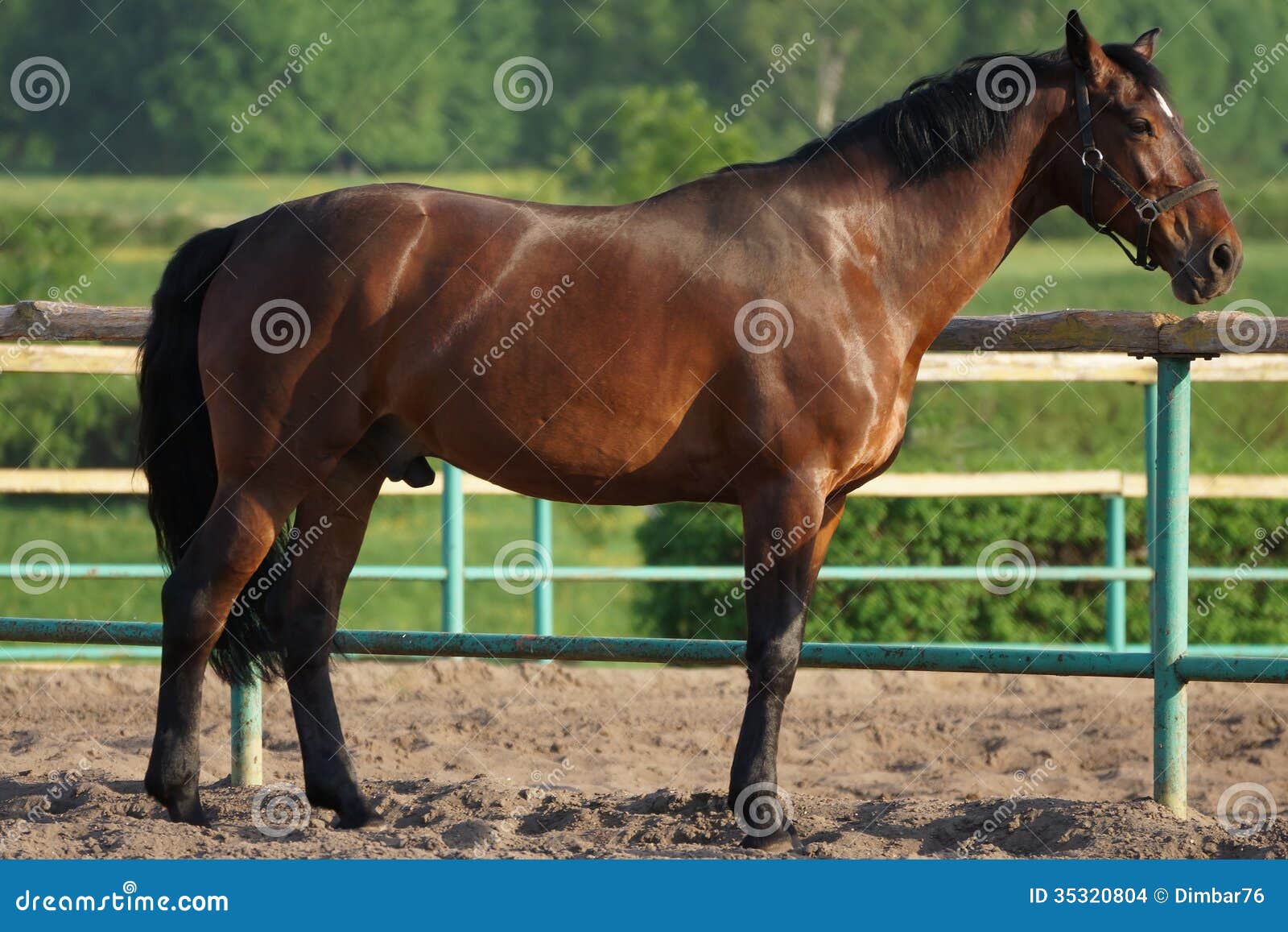 Mooi Bruin Paard in De Paddock Stock Foto - Image of paddock, snel ...
