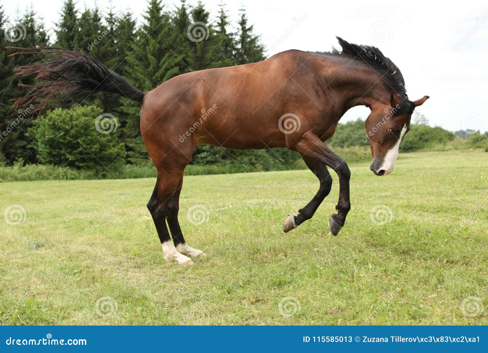 Mooi Bruin Paard Die in Vrijheid Springen Stock Afbeelding - Image of ...