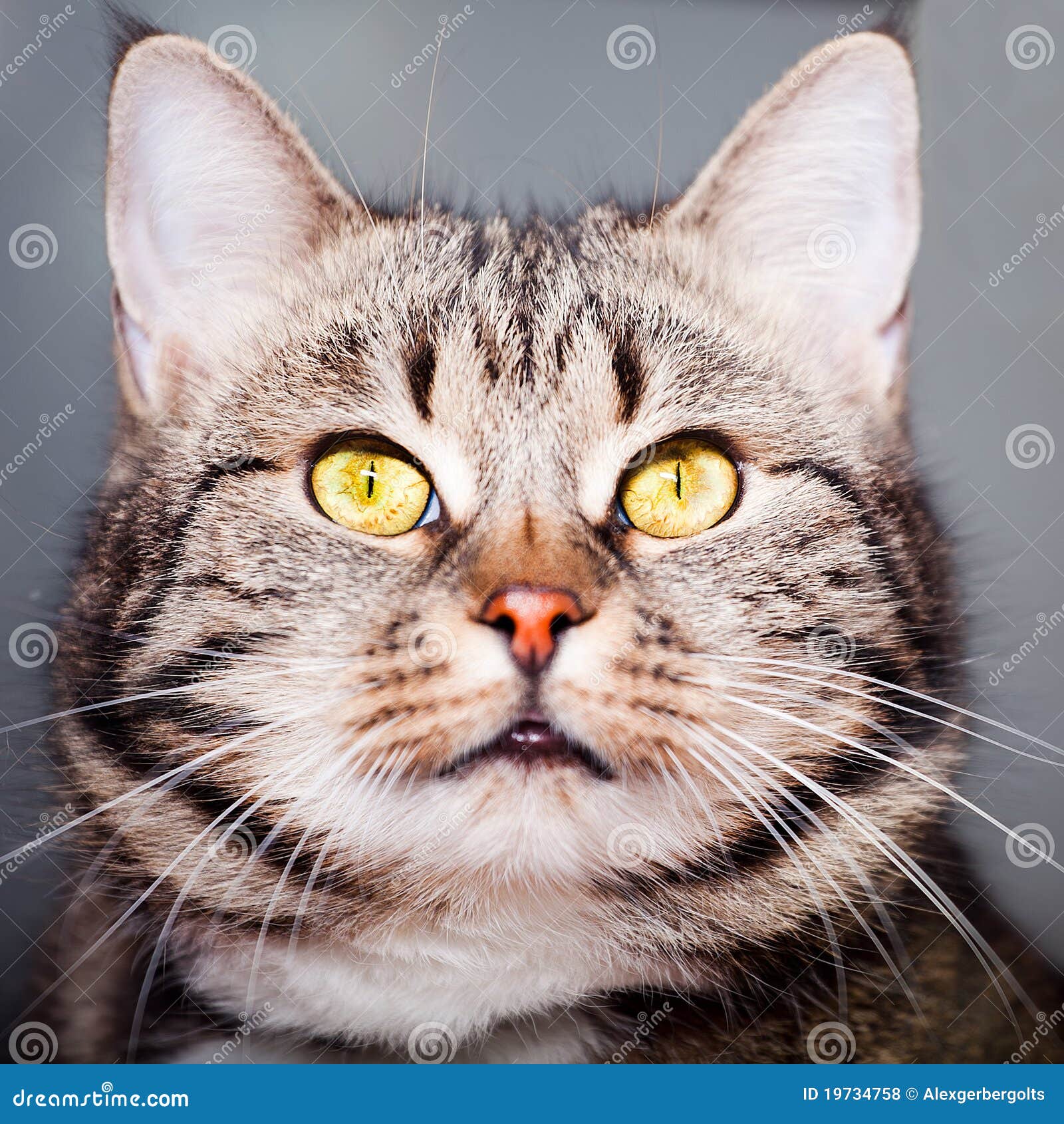 Mooi kattenportret. stock foto. Image of katachtig, onderkant - 19734758