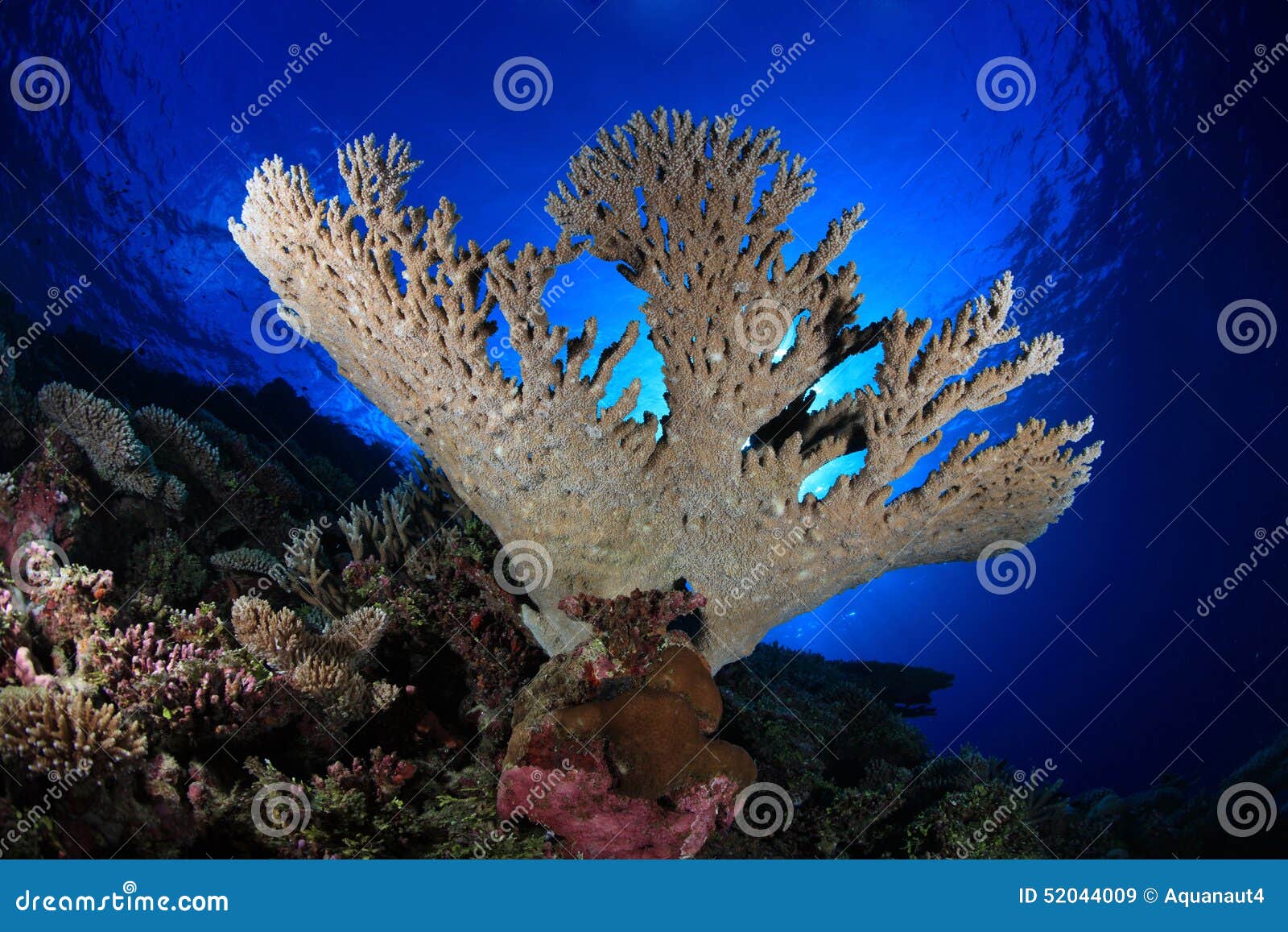 Mooi koraal stock afbeelding. Image of exploratie, maldiven - 52044009