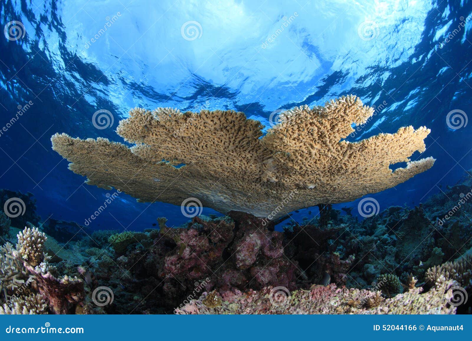 Mooi koraal stock foto. Image of paradijs, blauw, zeegezicht - 52044166