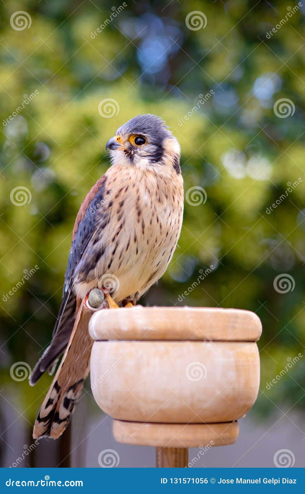 Mooi Profiel Van Een Torenvalk Stock Foto - Image of jager, roofvogel ...