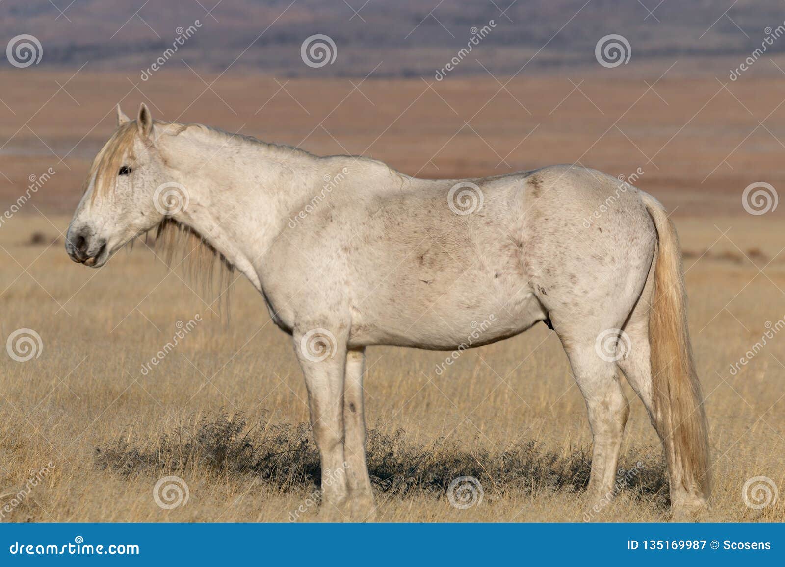 Mooi Wild paard in Gras stock afbeelding. Image of paarden - 135169987