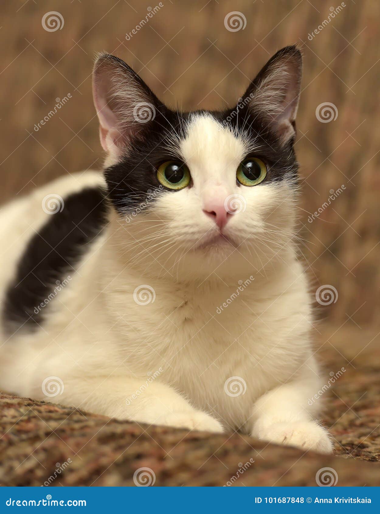 Mooi Wit Met Het Zwarte Kat Liggen Stock Foto - Image of ogen, gekleurd ...