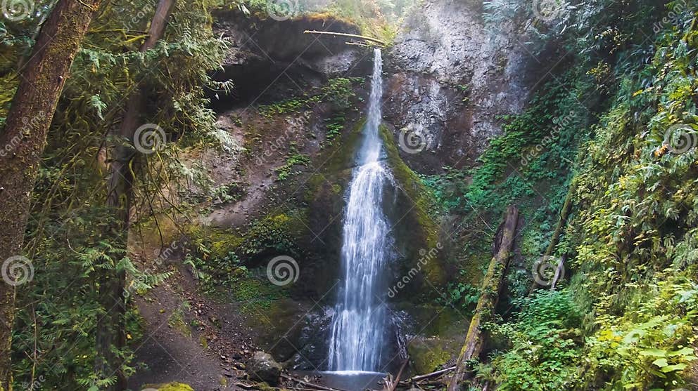Mooi Woud Voor Ontspanning En Wandelen Stock Foto Image Of Naald Schoonheid 184421544