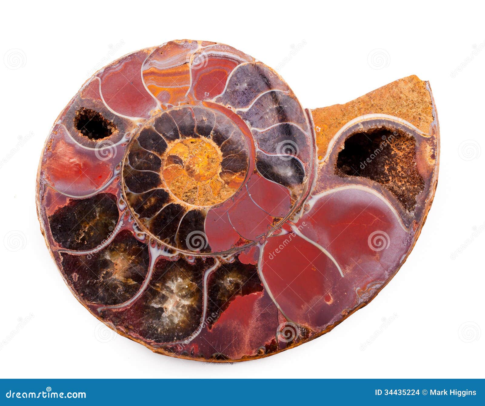 Mooie ammoniet stock foto. Image of slak, paleontologie - 34435224