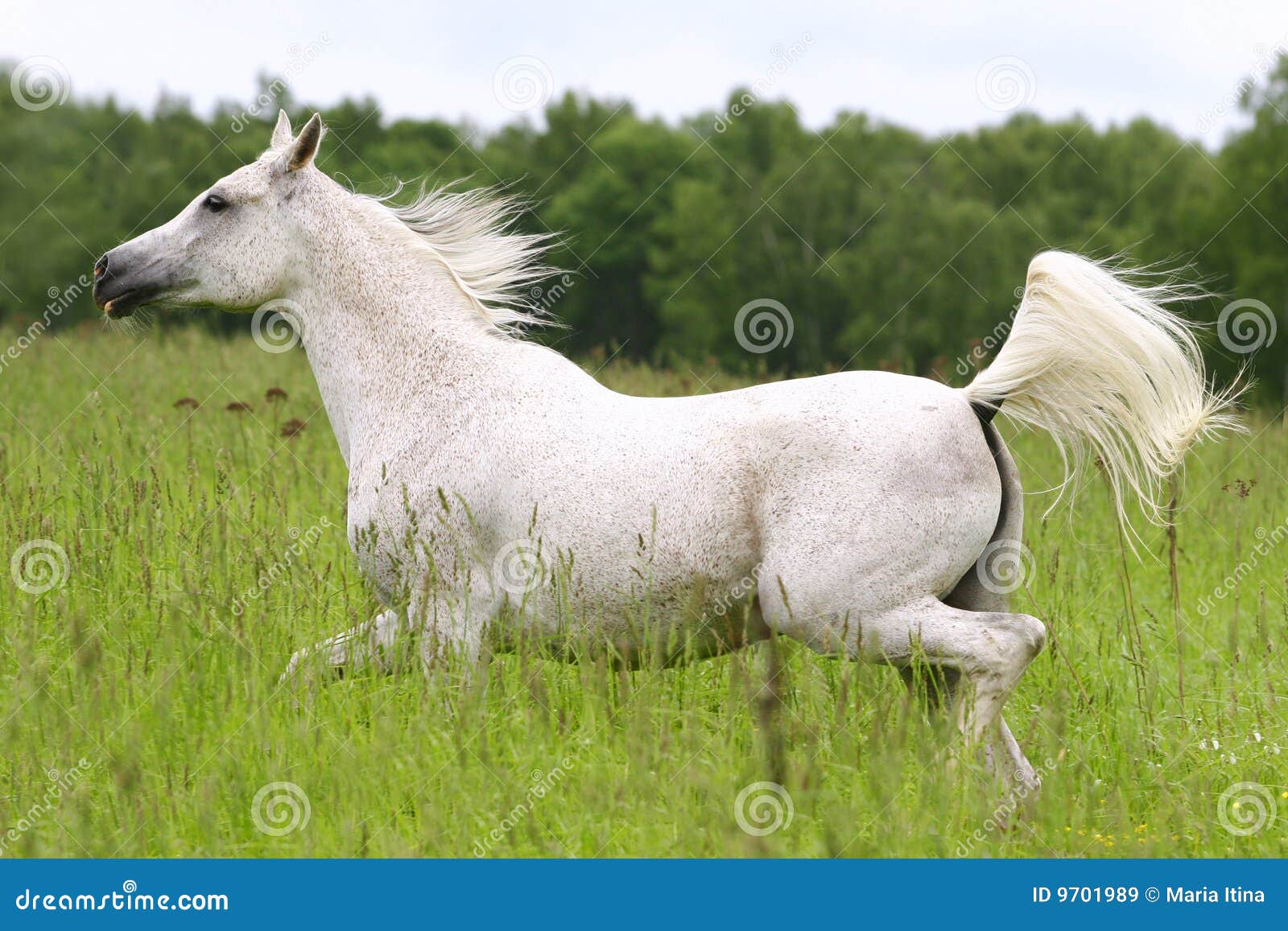 Mooie Arabier stock afbeelding. Image of toon, beweging - 9701989