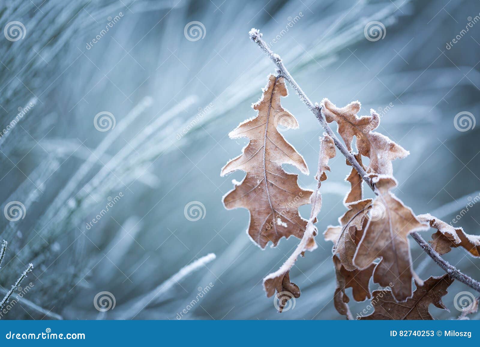 Mooie Bevroren Boomtak Met Dode Bladeren Stock Afbeelding - Image of ...