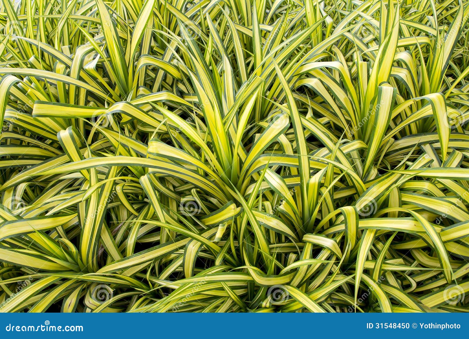 Mooie bladeren stock foto. Image of kaart, parken, geel - 31548450