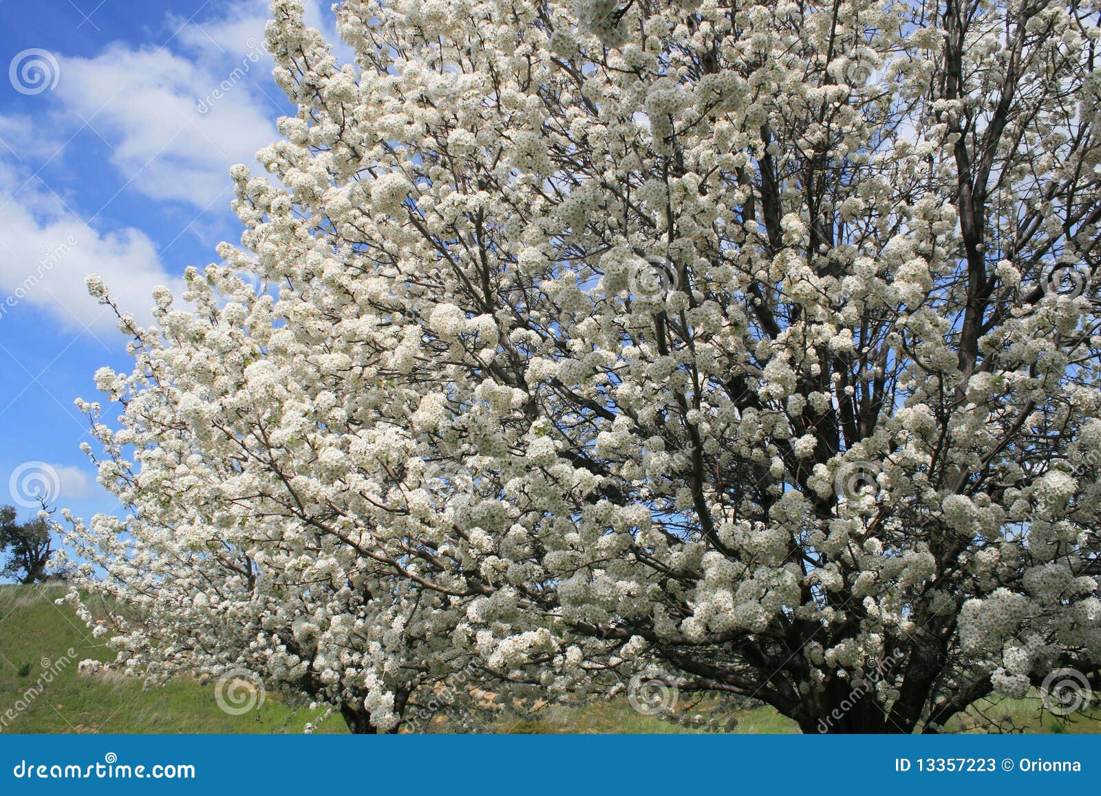 Mooie Bloeiende Bomen in De Lente Stock Afbeelding - Image of mooi ...