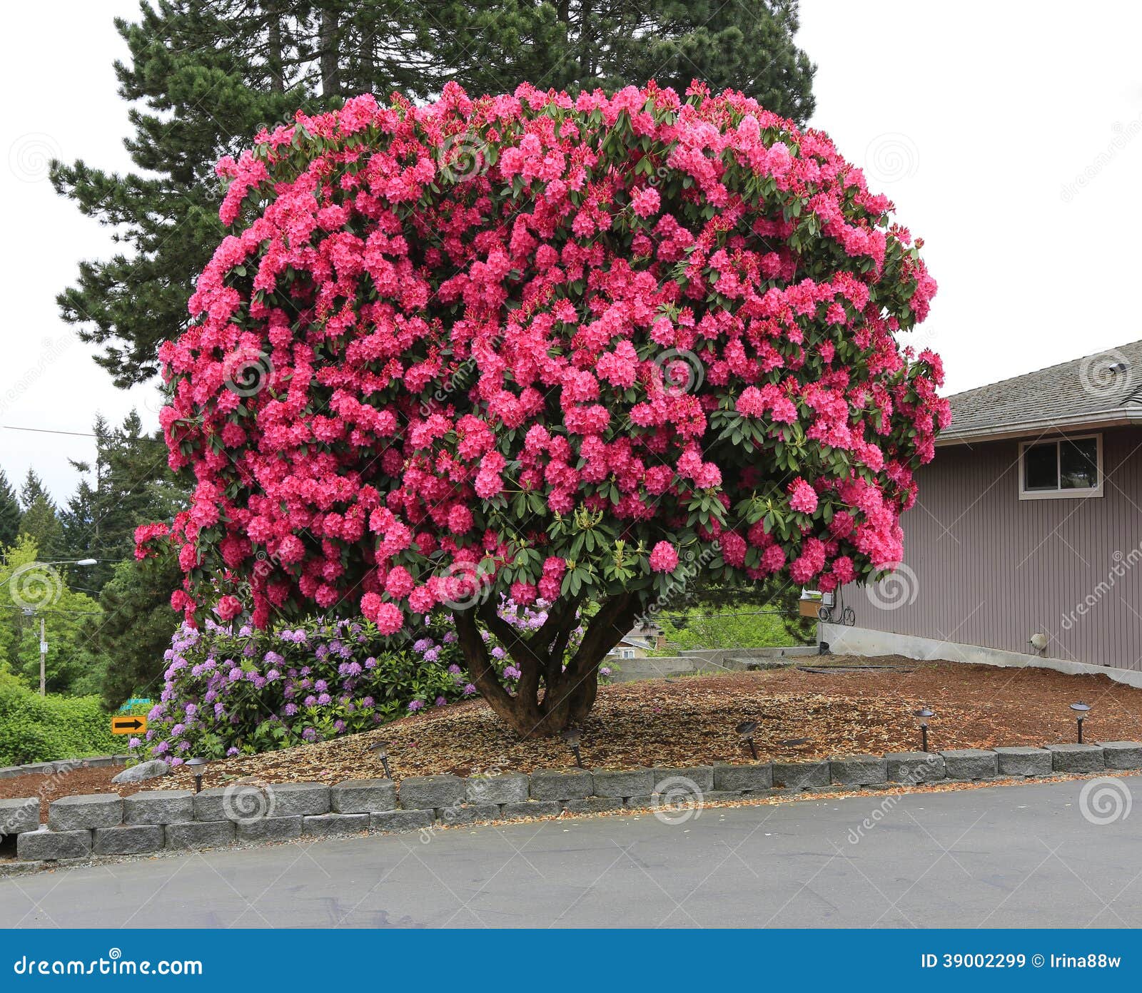 Mooie bloeiende boom stock afbeelding. Image of echt - 39002299