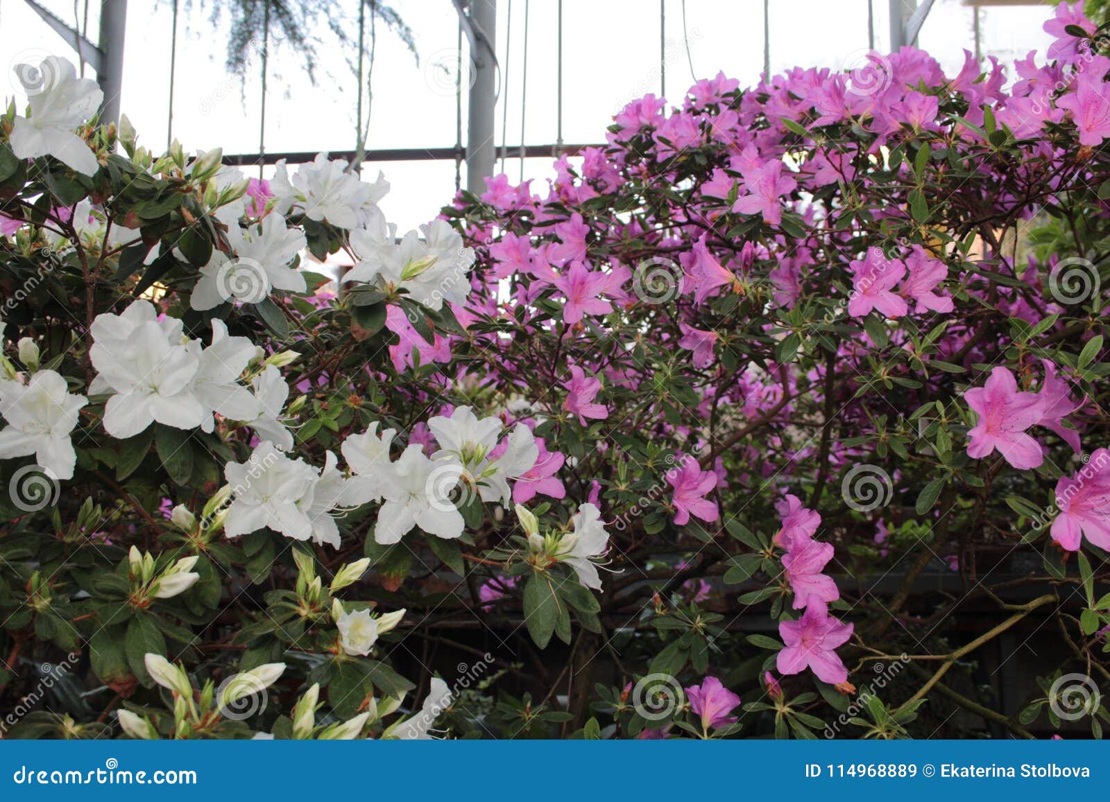 Mooie bloemen van azalea's stock afbeelding. Image of foto - 114968889