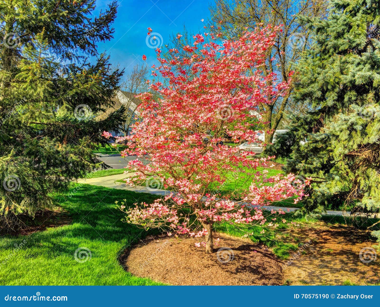 Mooie Boom stock foto. Image of hemel, mooi, boom, blauw - 70575190