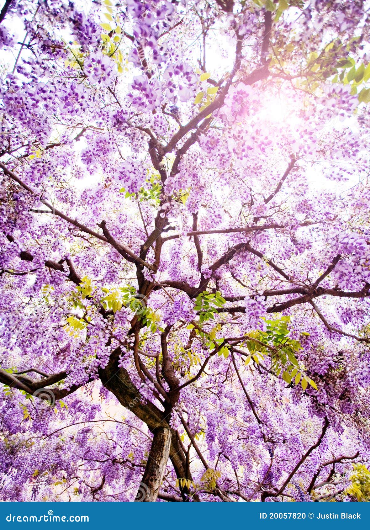 Mooie Boom Wisteria stock foto. Image of geurig, gevel - 20057820