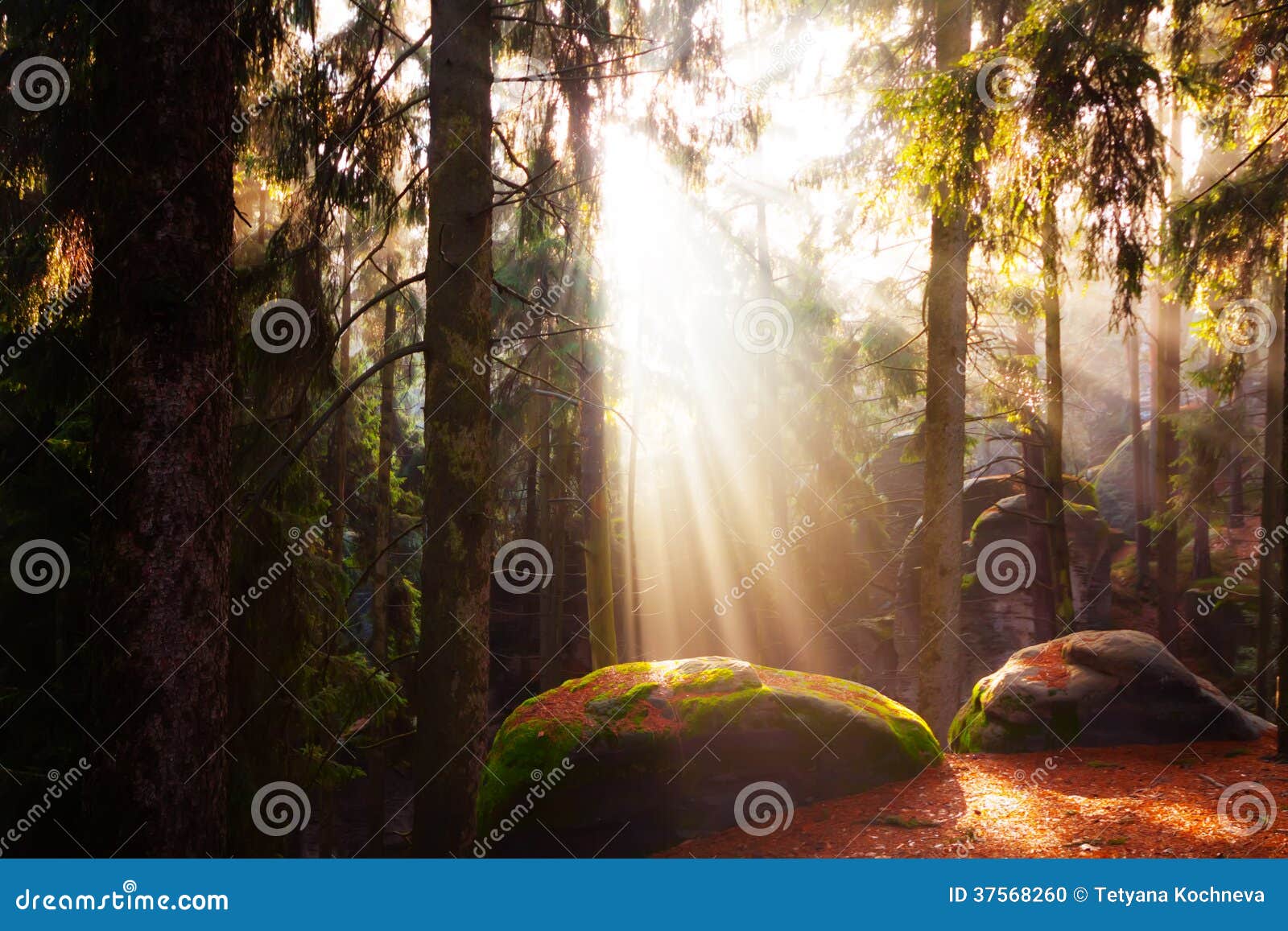 Mooie bos en zonnestralen stock foto. Image of paradijs - 37568260