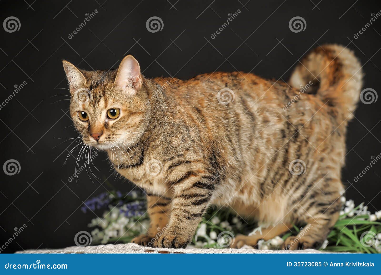 Mooie Bruine Kat Onder De Bloemen Stock Afbeelding - Image of ...