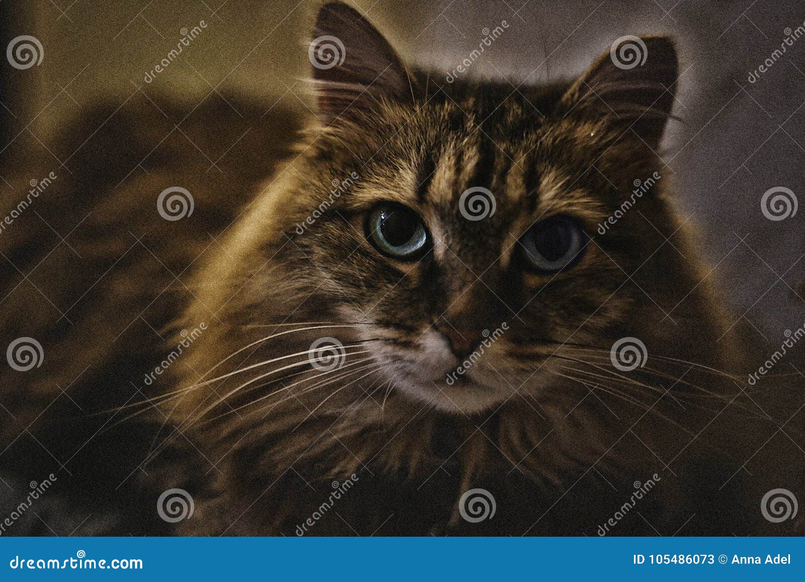 Mooie Cat on De Laag Leuke Kat Stock Afbeelding - Image of zweep, avond ...
