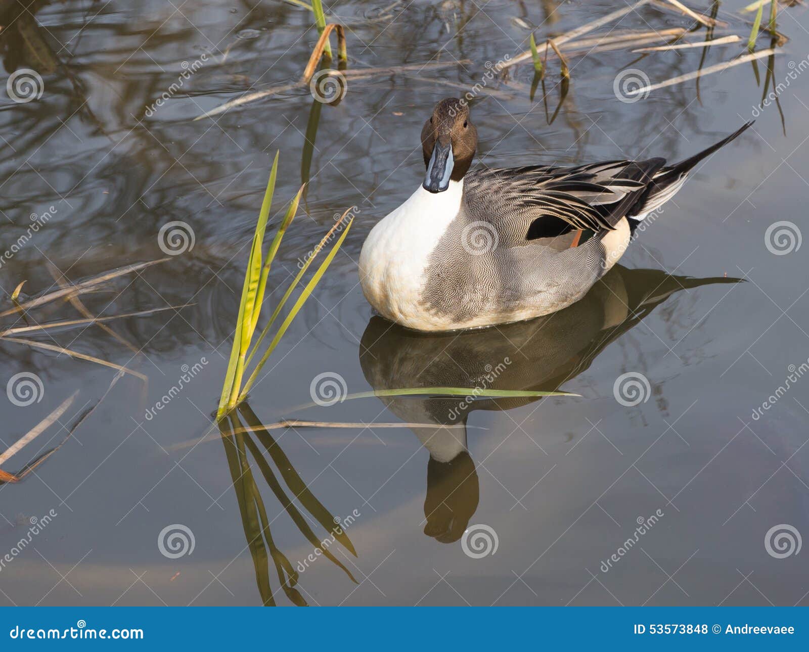 Mooie Die Eend in Het Meer Wordt Weerspiegeld Stock Foto - Image of ...