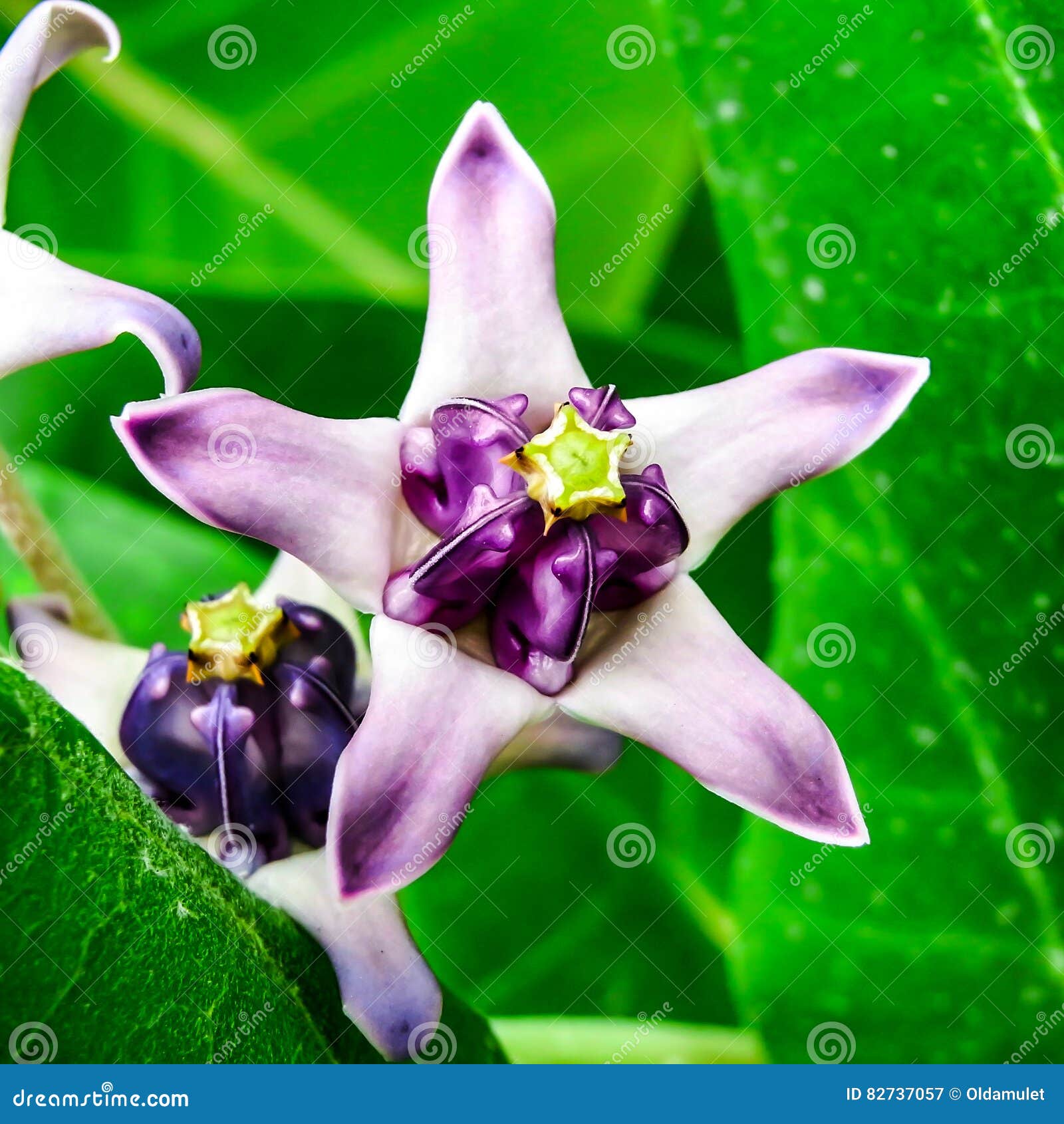 Mooie flewers in de tuin stock afbeelding. Image of decoratie - 82737057