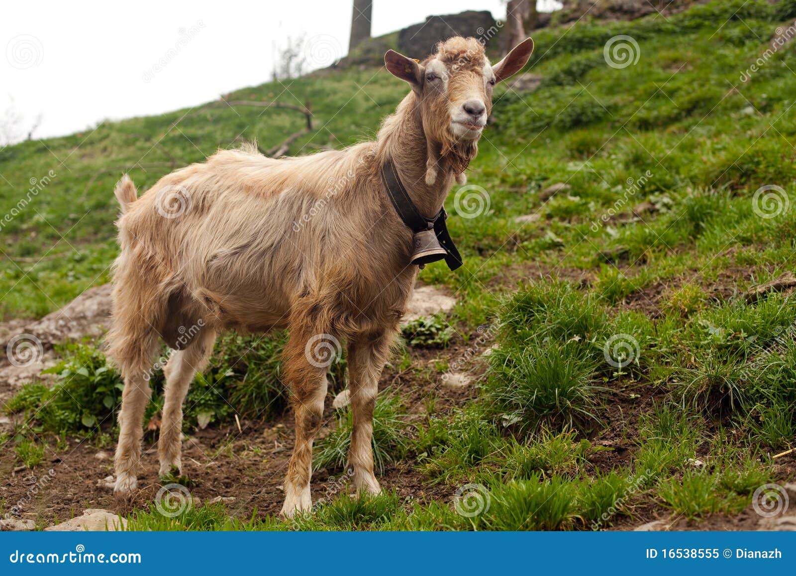 Mooie Geit in Zwitsers Platteland Stock Afbeelding - Image of ...