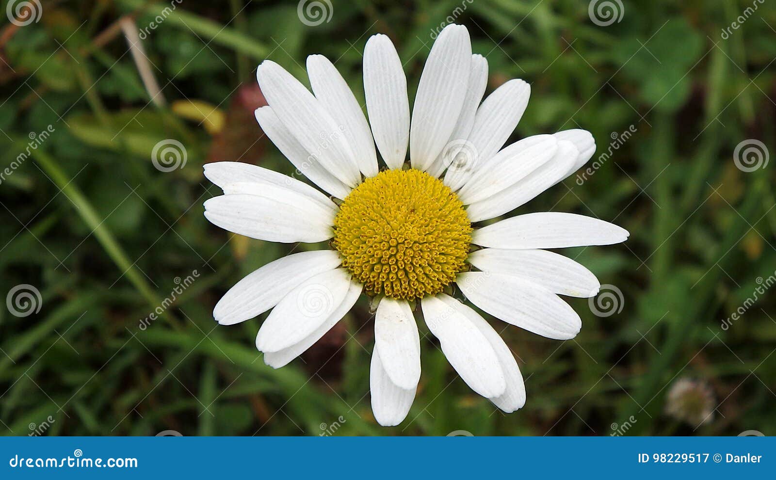 Mooie Gele En Witte Margriet, Stock Afbeelding - Image of tuin, bloem ...