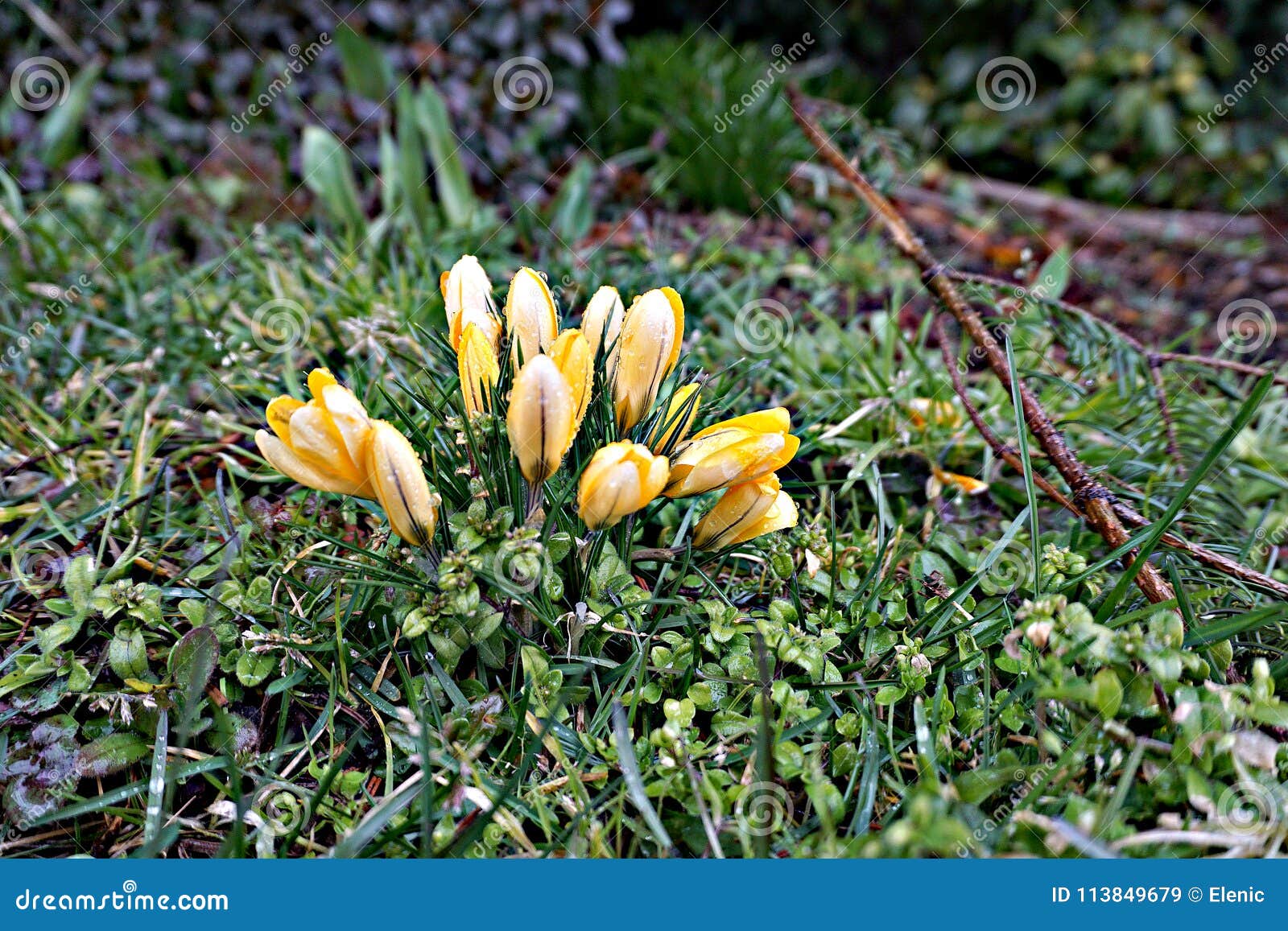 Mooie gele krokussen stock afbeelding. Image of krokus - 113849679