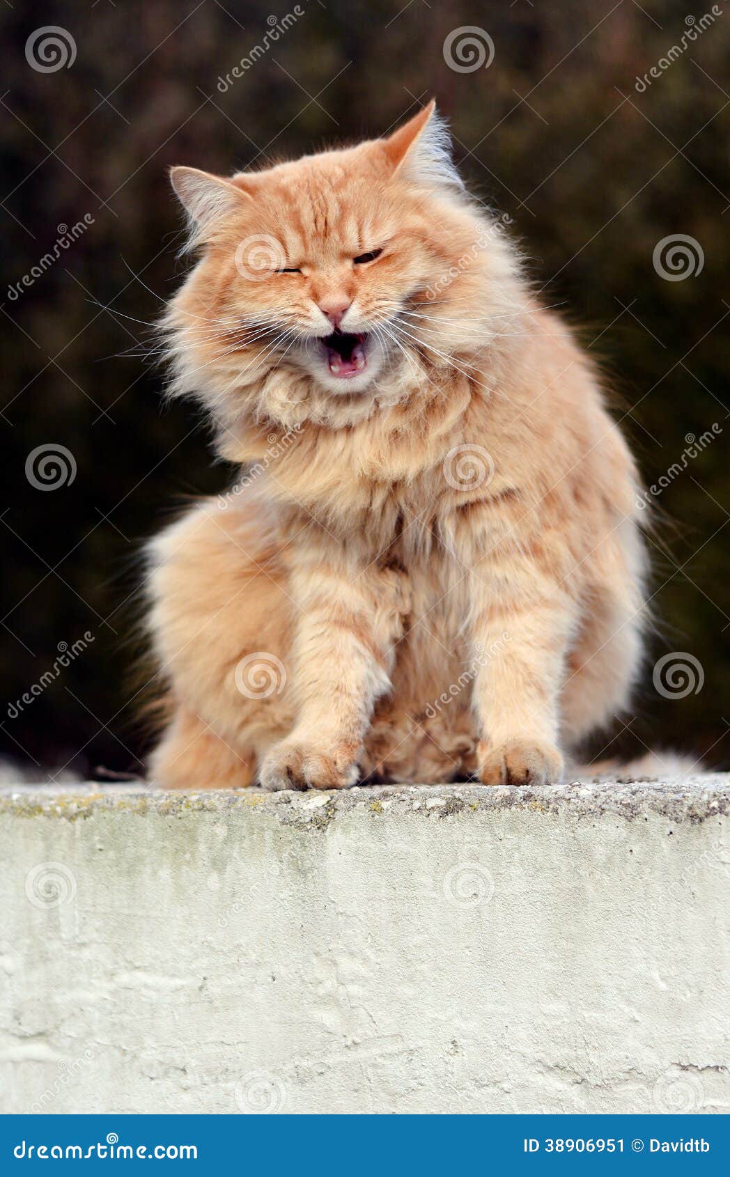 Mooie grappige kat stock afbeelding. Image of ogen, grappig - 38906951