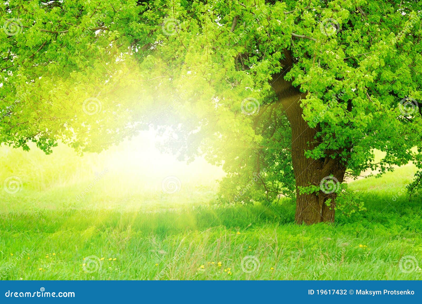 Mooie groene boom met zon stock foto. Image of foto, niemand - 19617432