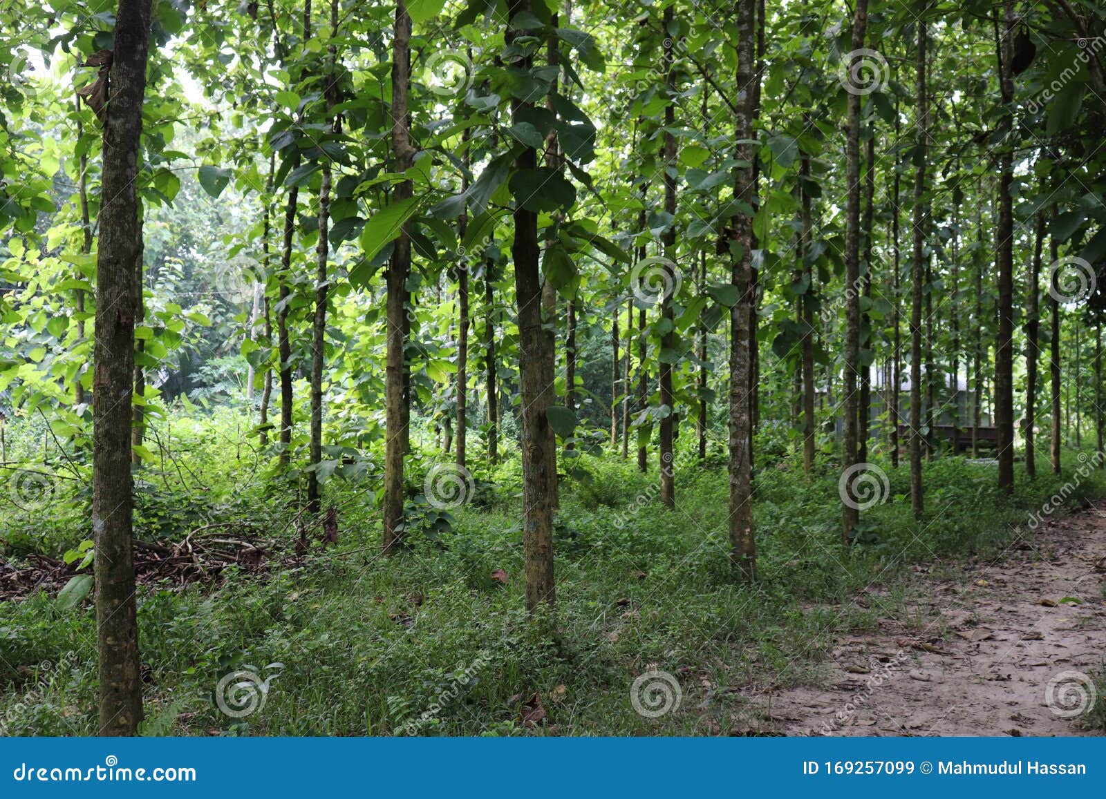 Mooie Groene Bosbomen Achtergronden Van Groene Bomen Stock Afbeelding ...