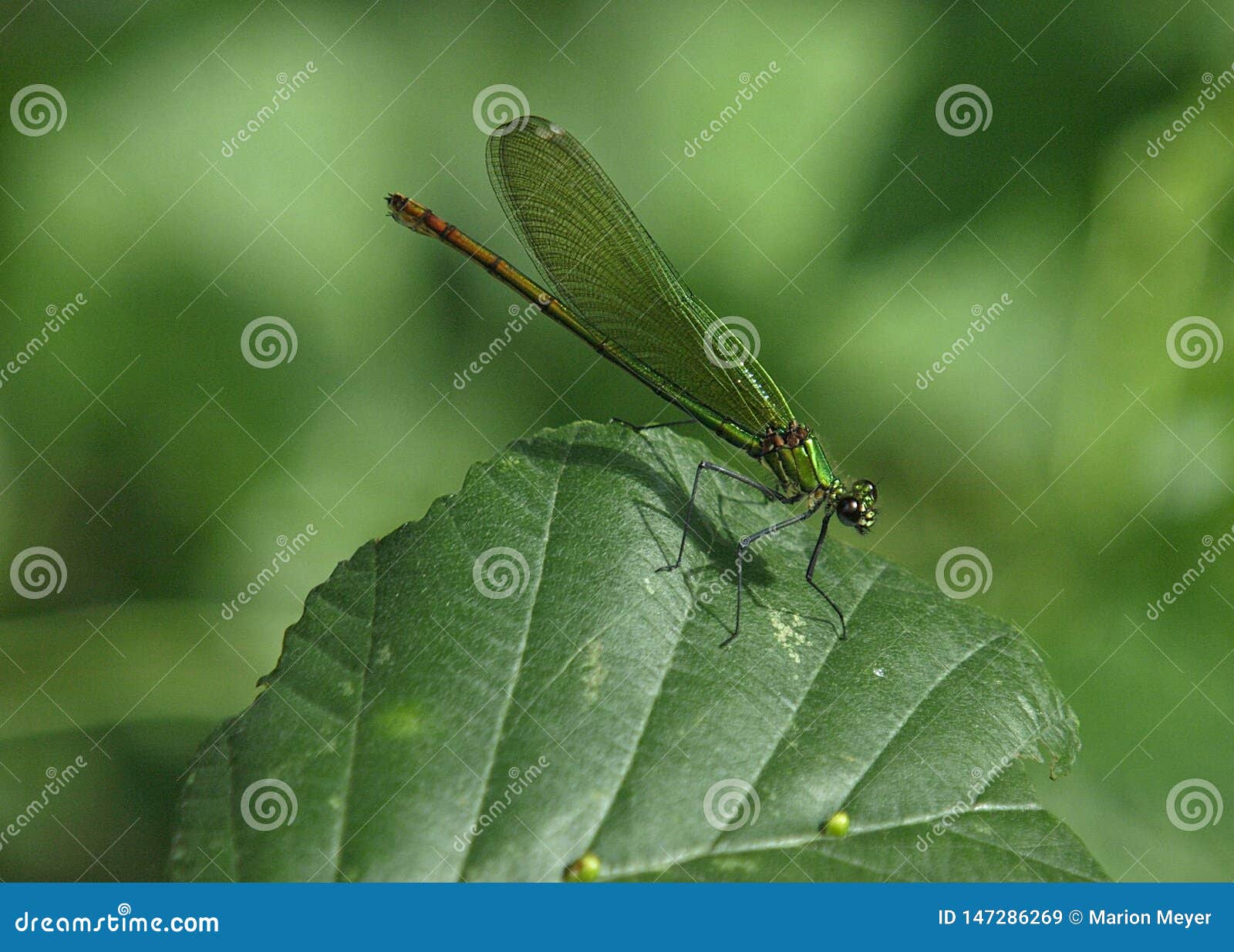Mooie Groene Libel Op Een Blad Stock Afbeelding - Image of cirkel ...