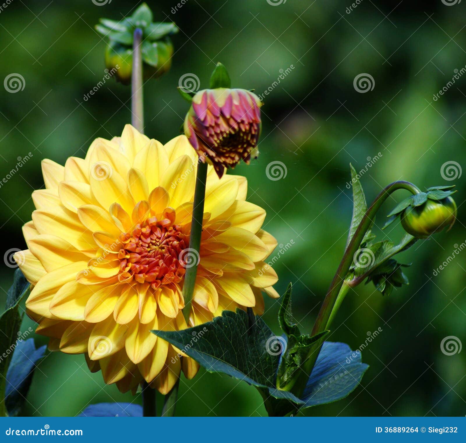 Mooie Grote Dahlia Flower stock foto. Image of kelk, geel - 36889264