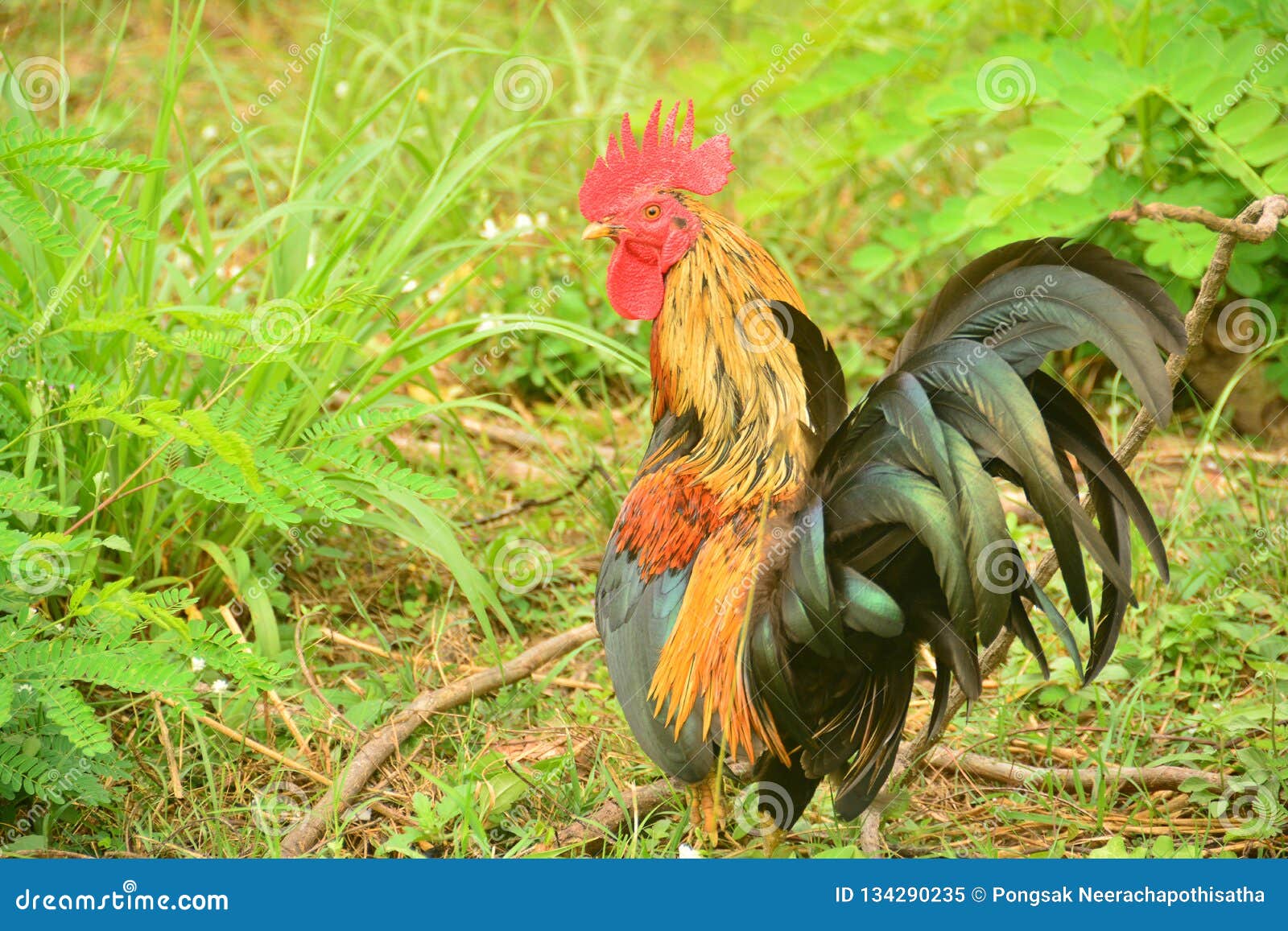 Mooie Grote Haan Met Grote Rode Kam Stock Afbeelding - Image of vogel ...