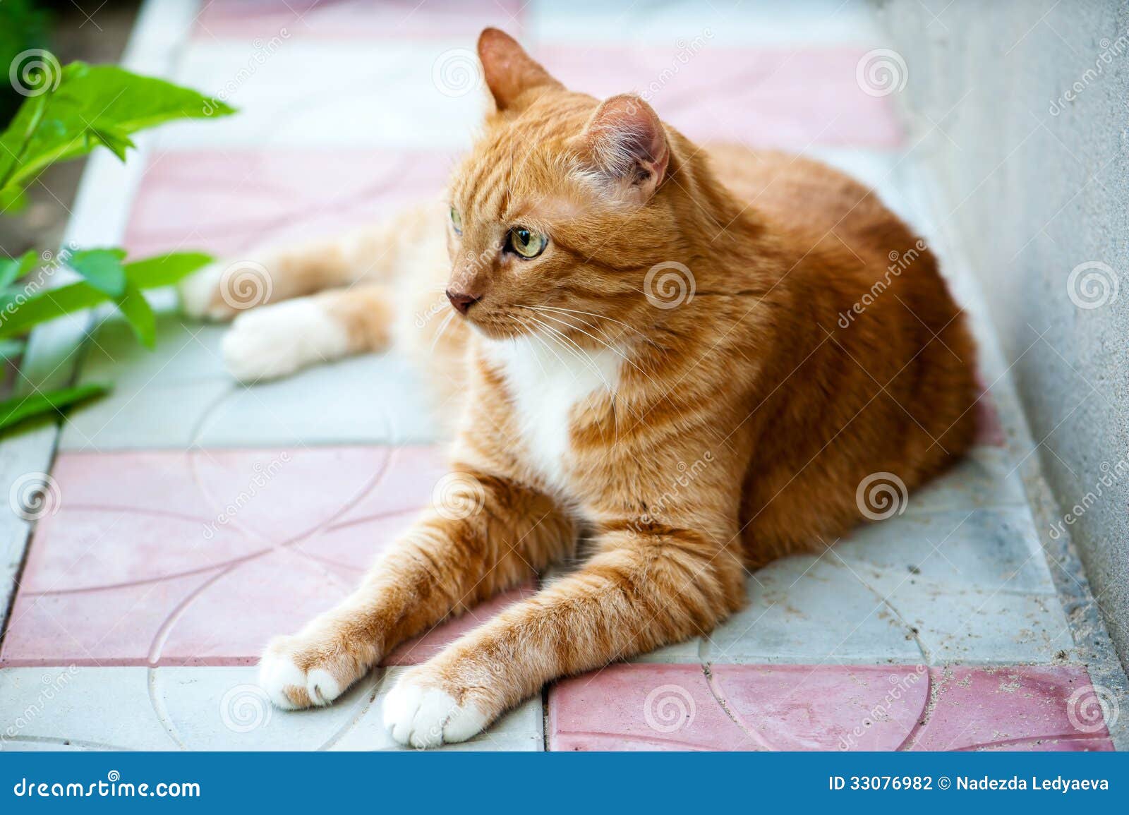 Mooie grote kat stock foto. Image of wild, kleur, rust - 33076982