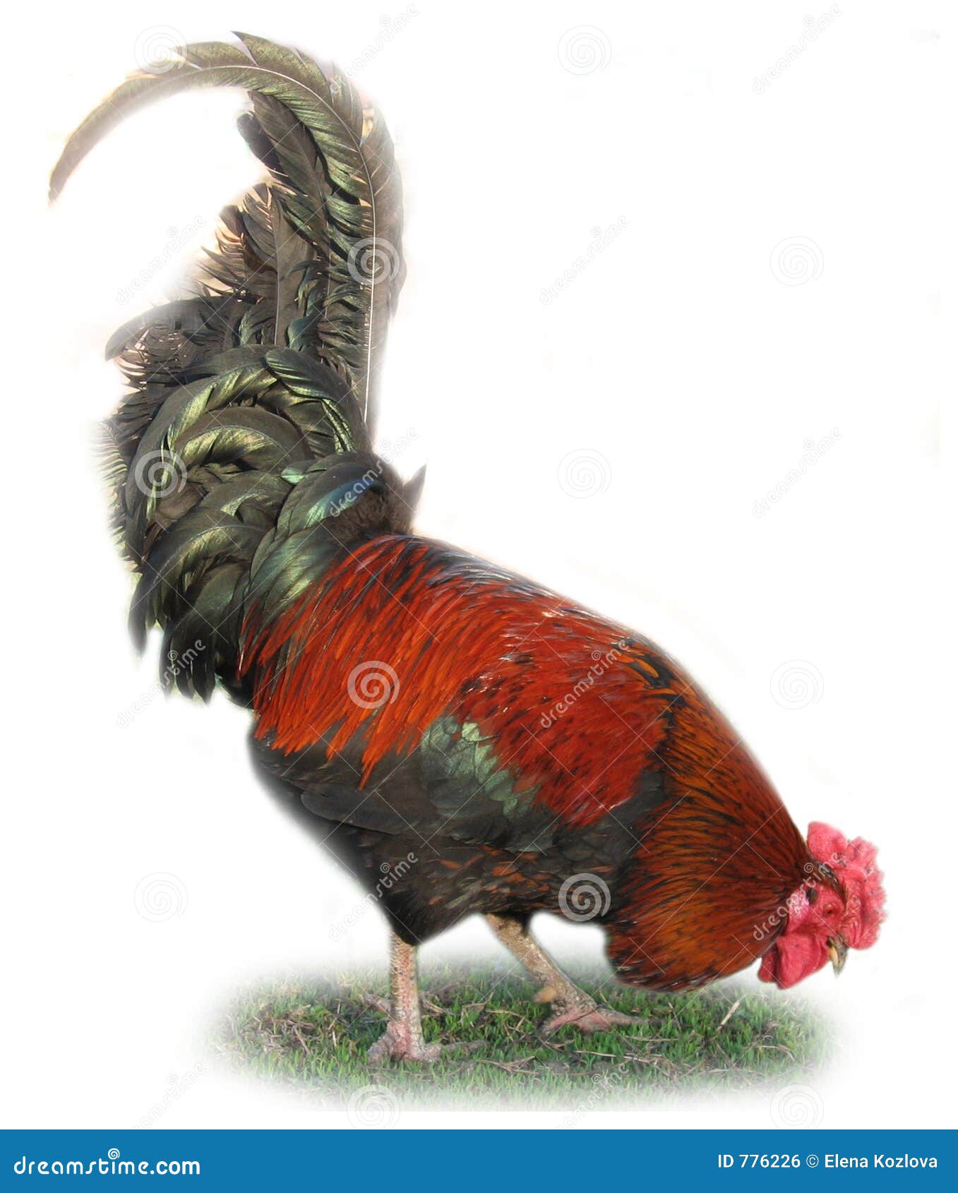 Mooie haan stock foto. Image of dorp, vleugel, roodbaars - 776226