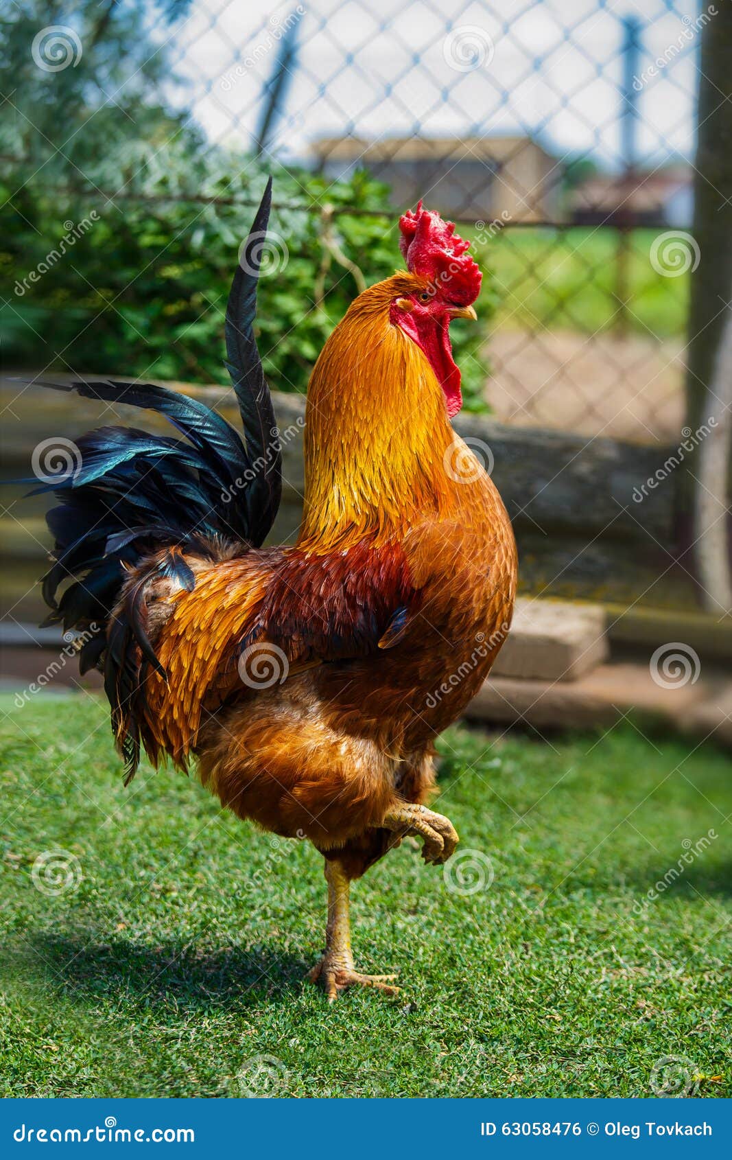 Mooie Haan Op Aardachtergrond Stock Foto - Image of huisdier, veer ...