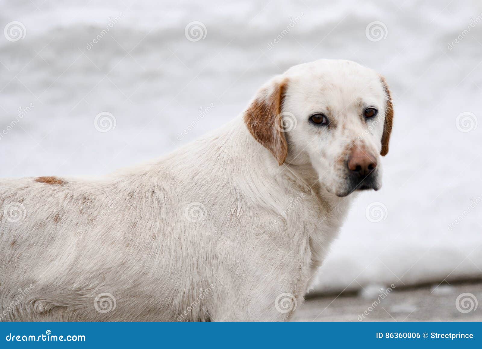 Mooie hond in de sneeuw stock foto. Image of vorst, rauw - 86360006