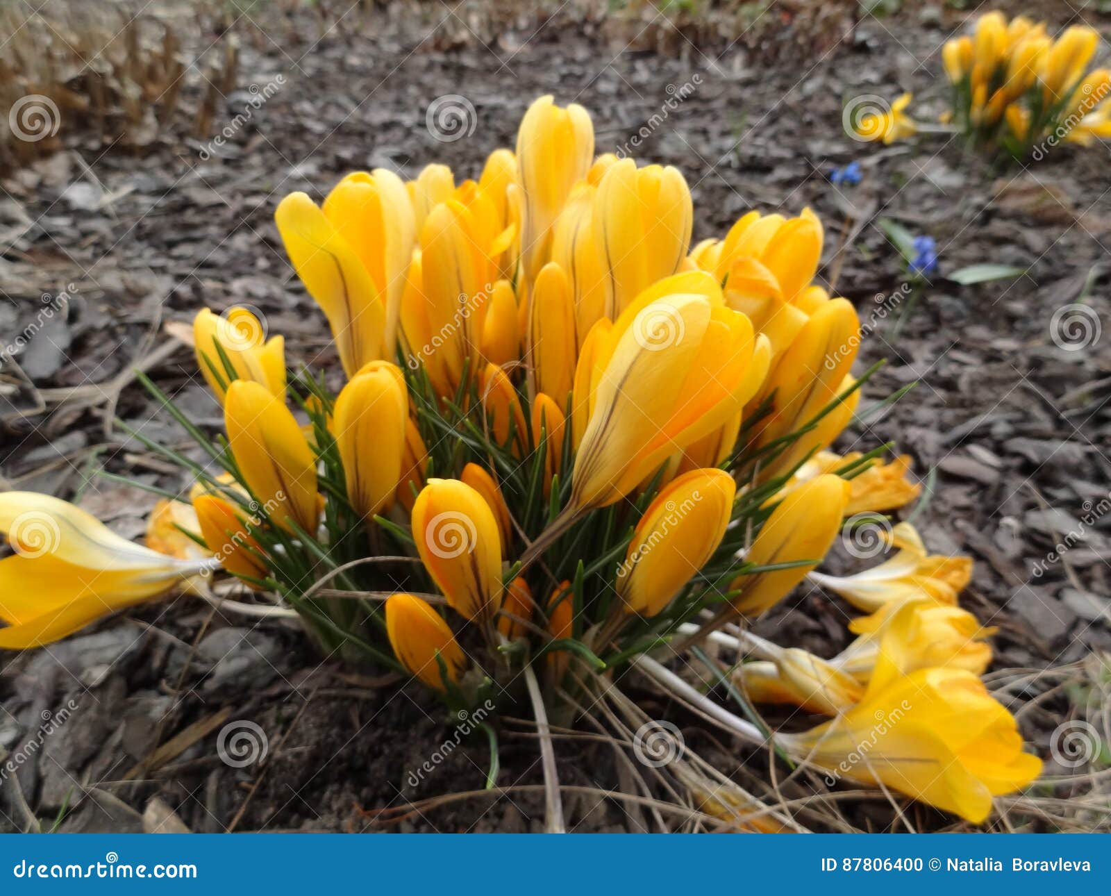 Mooie Krokussen in De Botanische Tuin Stock Foto - Image of gouden ...