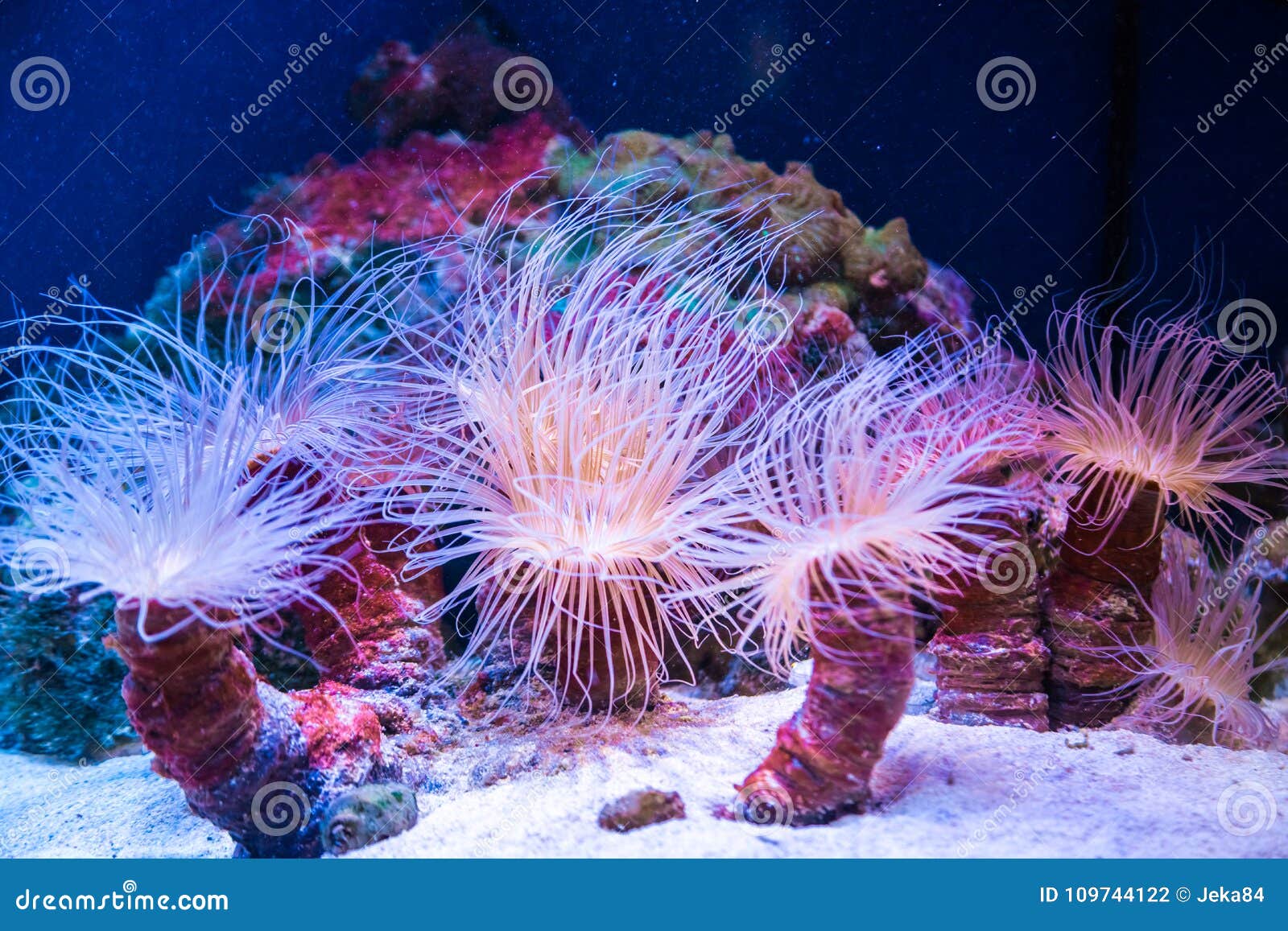 Mooie Levende Koralen Op De Zeebedding Stock Foto - Image of leer ...