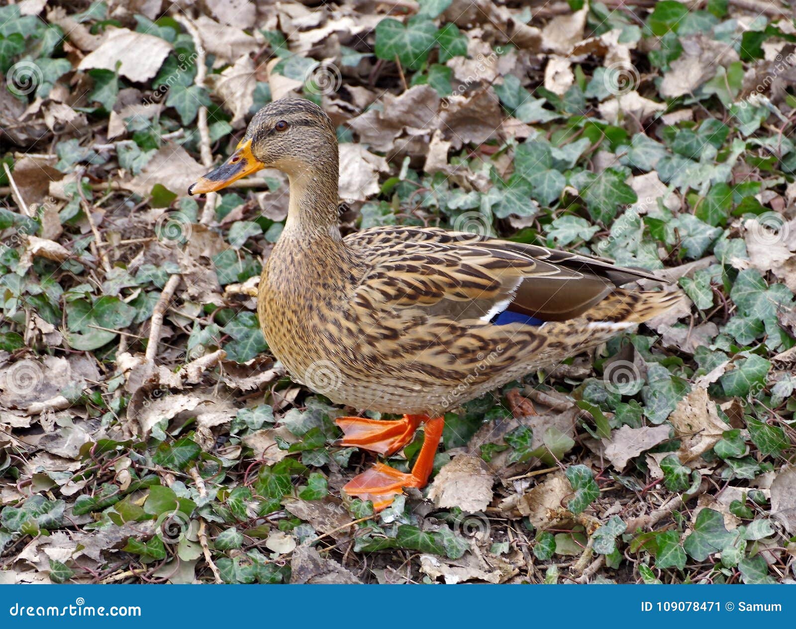 Mooie mannelijke eend stock afbeelding. Image of groen - 109078471