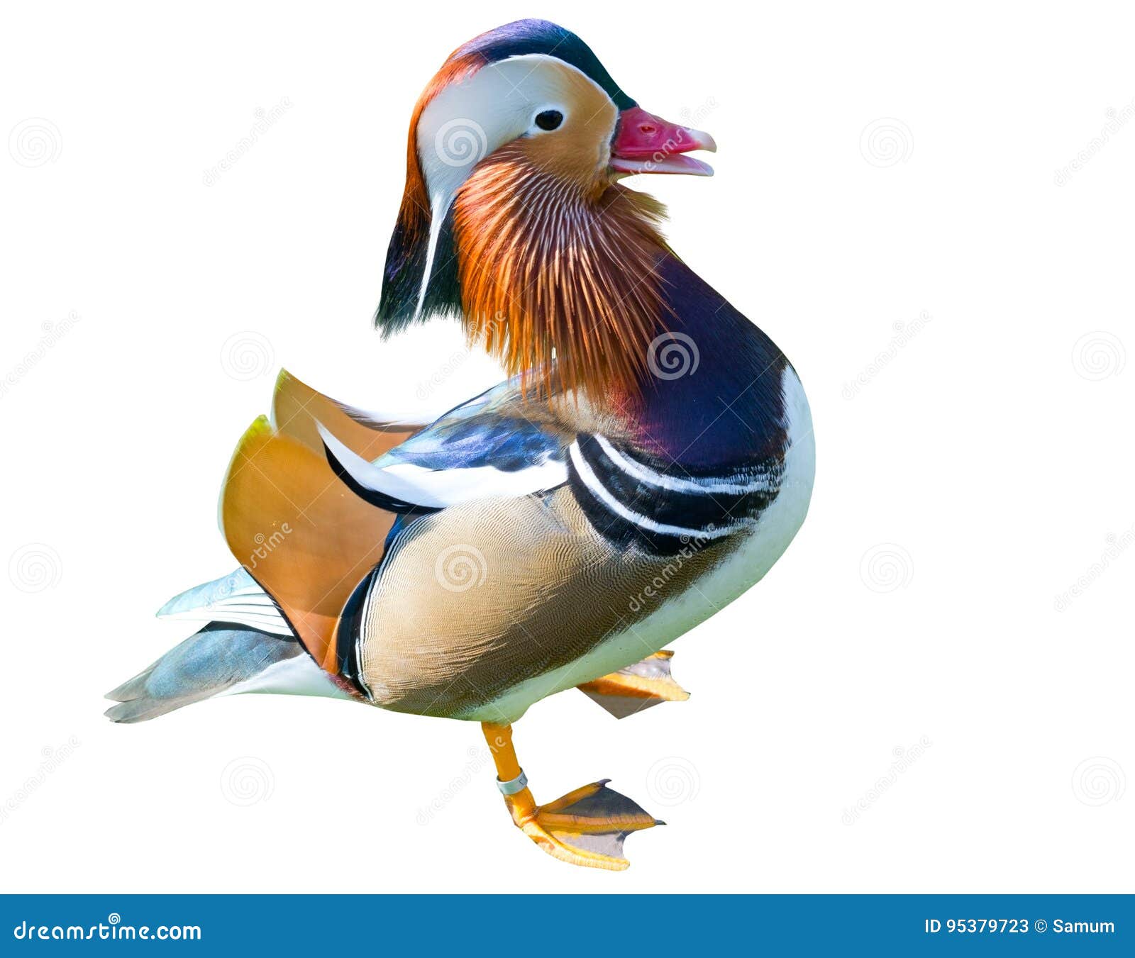 Mooie mannelijke eend stock afbeelding. Image of mandarijn - 95379723