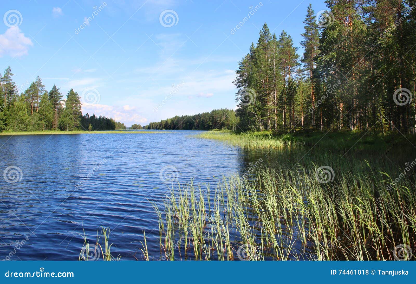 Mooie Meren En Bossen Van Finland Stock Foto - Image of groen, riet ...