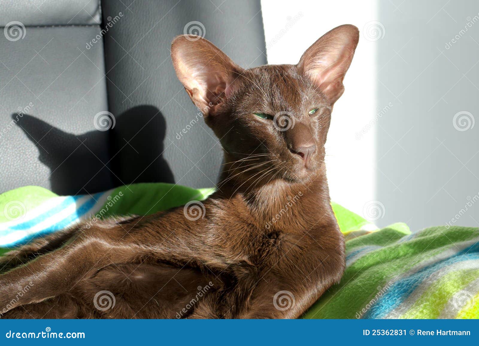 Mooie Ontspannen Donkere Bruine Kat Stock Afbeelding - Image of haar ...