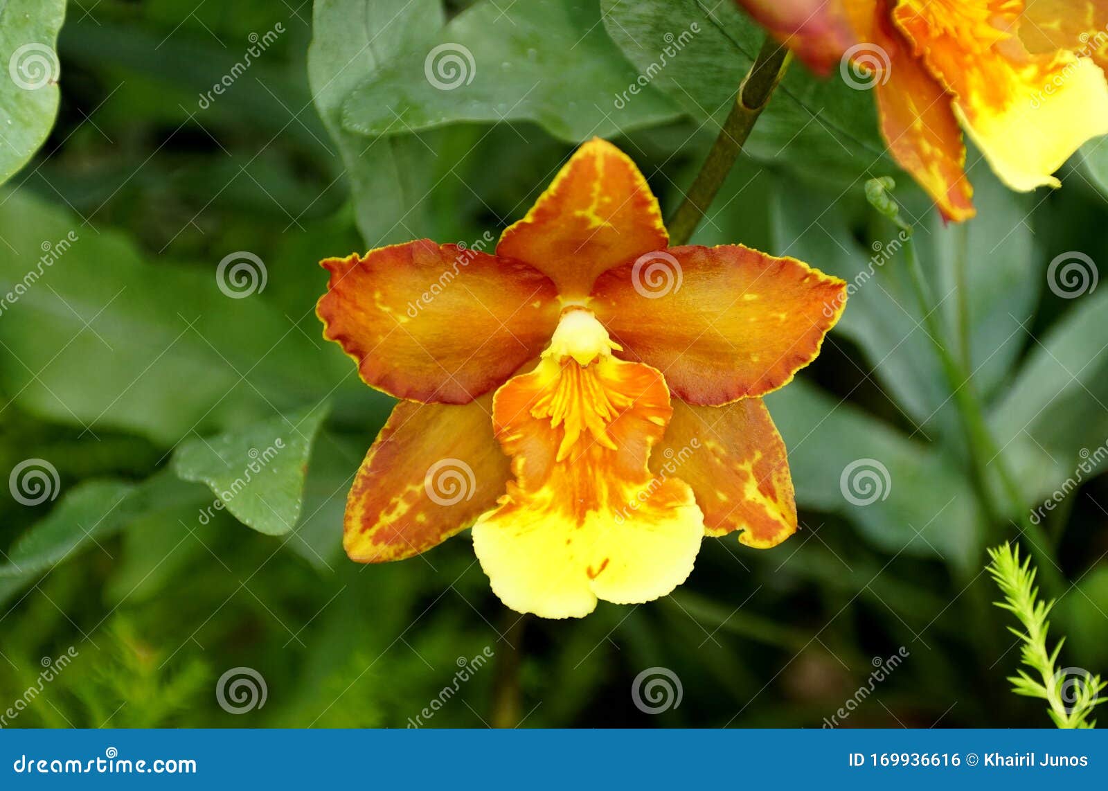 Mooie Oranje En Gele Orchidee Van Oncidium Stock Foto - Image of flora ...