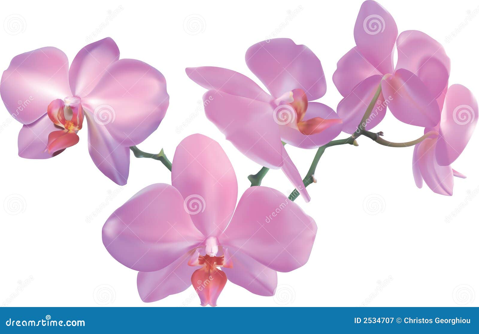 Mooie Orchidee vector illustratie. Illustration of botanisch - 2534707