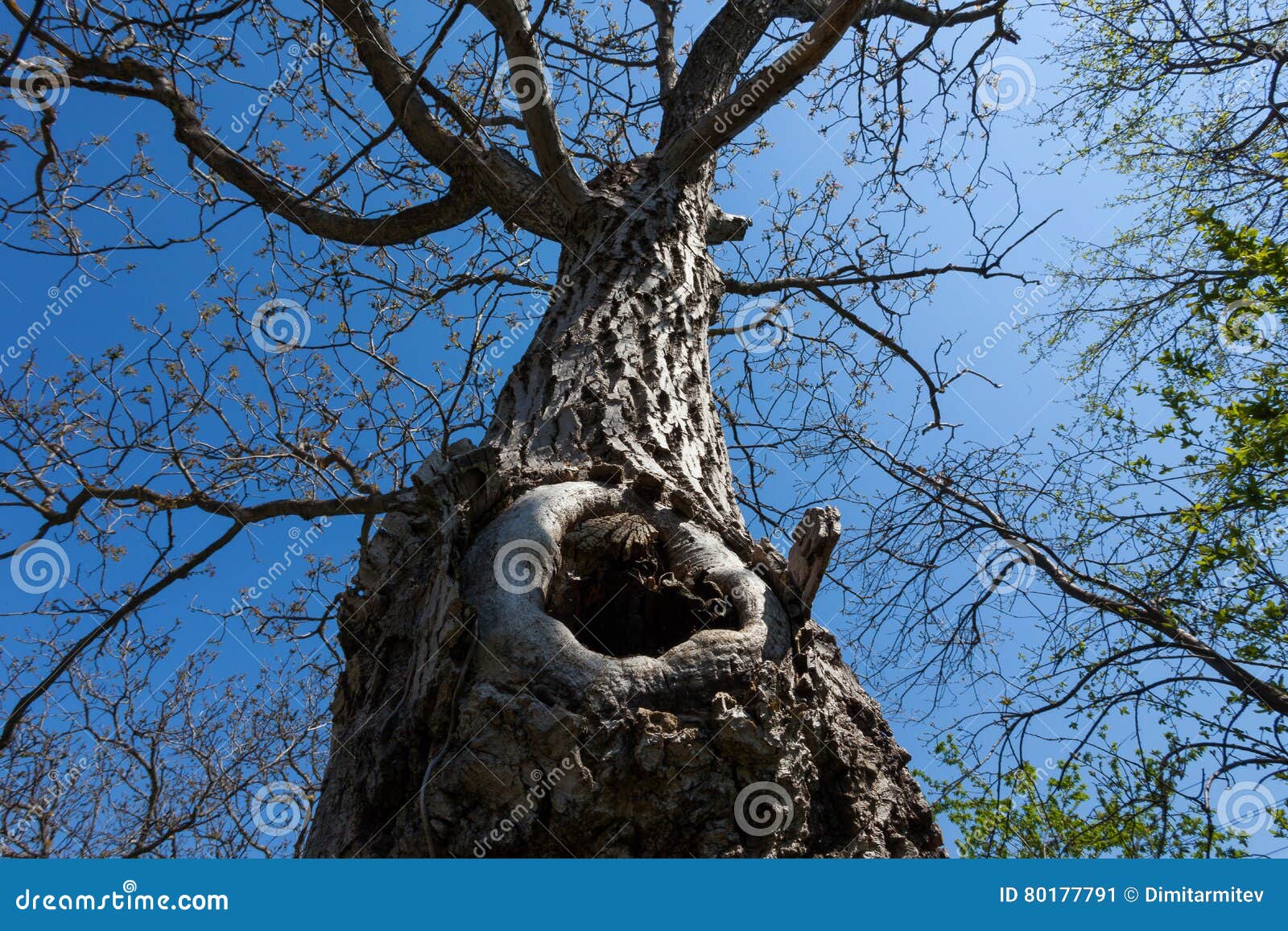 Mooie oude boom met gat stock afbeelding. Image of kroon - 80177791