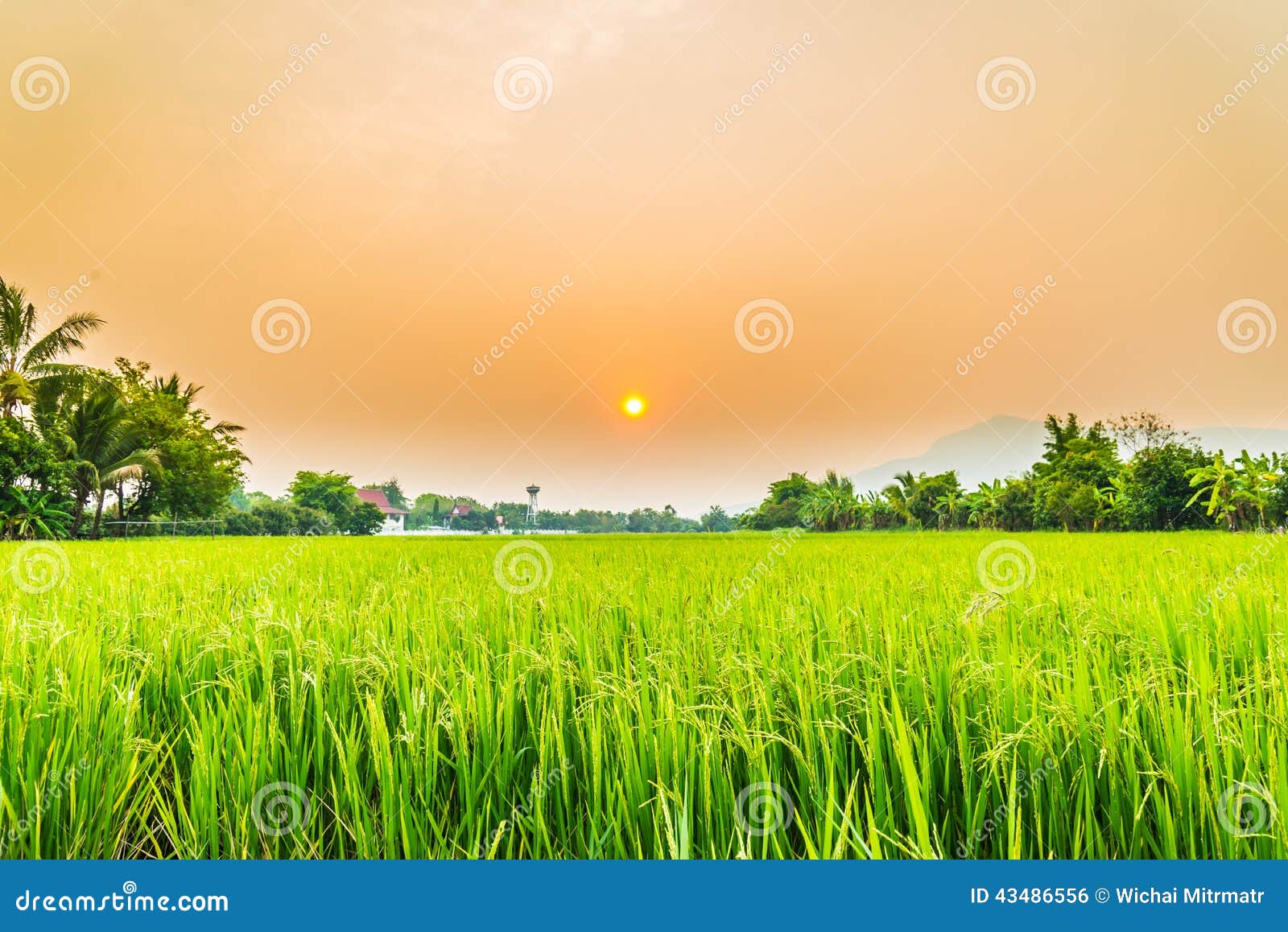 Mooie Padie Met Aardige Achtergrond Stock Foto - Image of gras, groei ...
