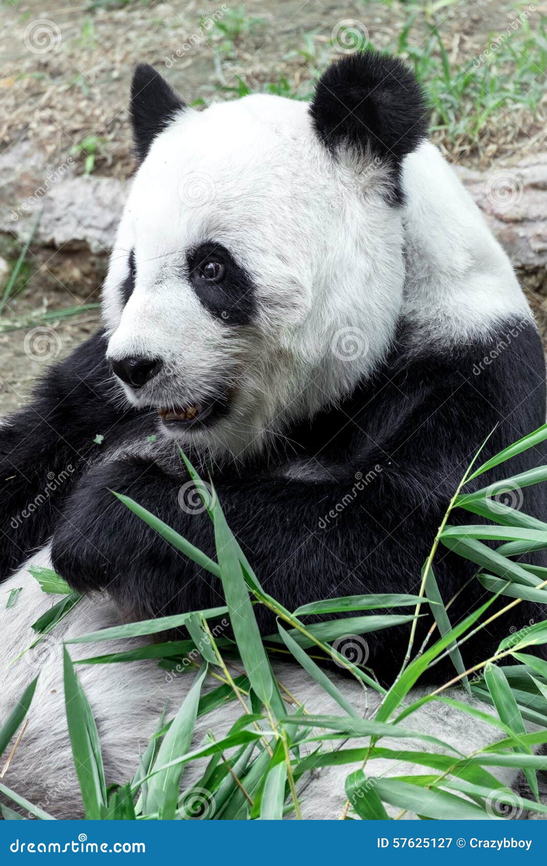 Mooie Panda Die Bamboe Eten Stock Afbeelding - Image of azië, chinees ...