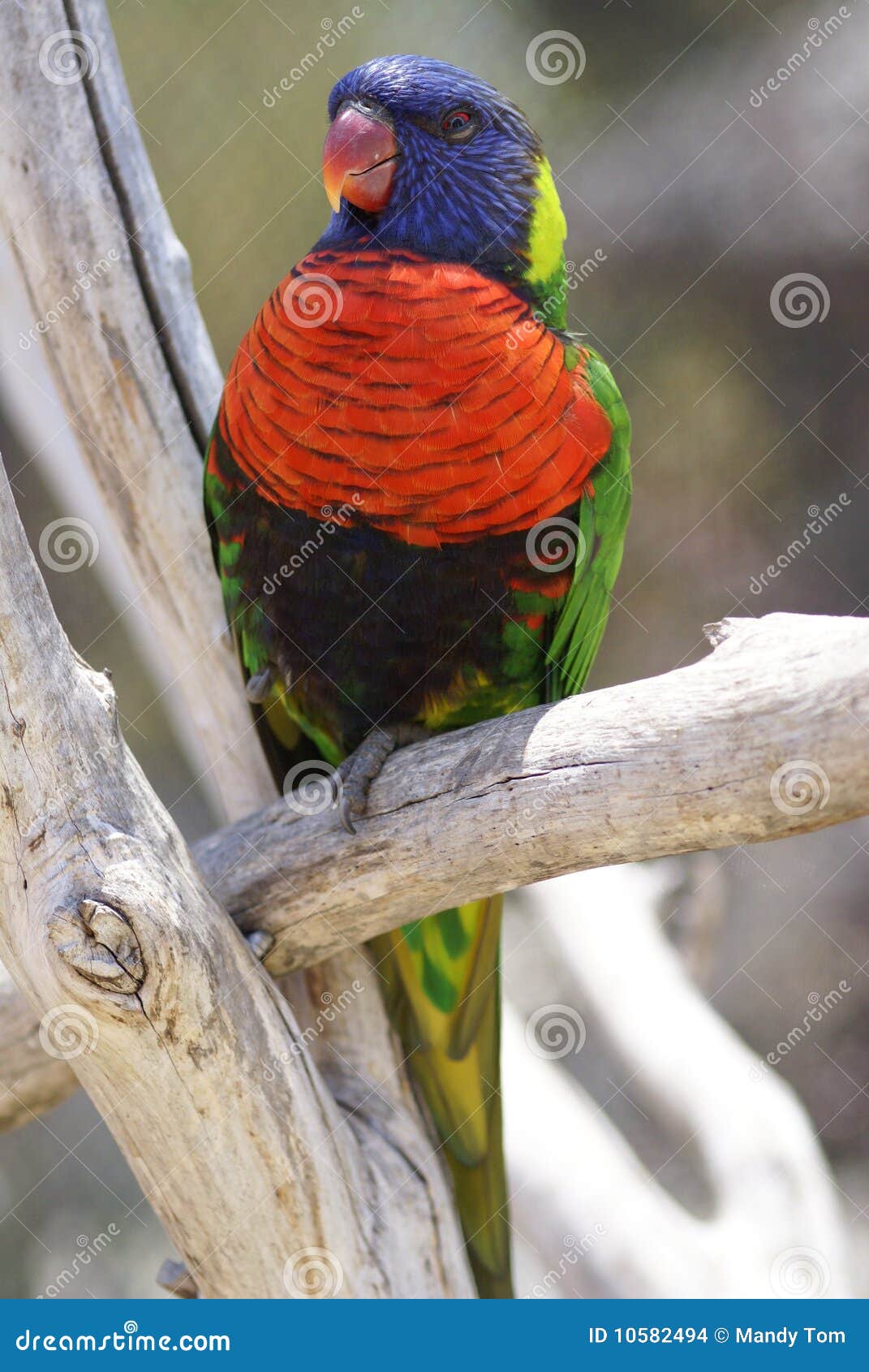 Mooie Parkiet stock foto. Image of boom, parkiet, rood - 10582494